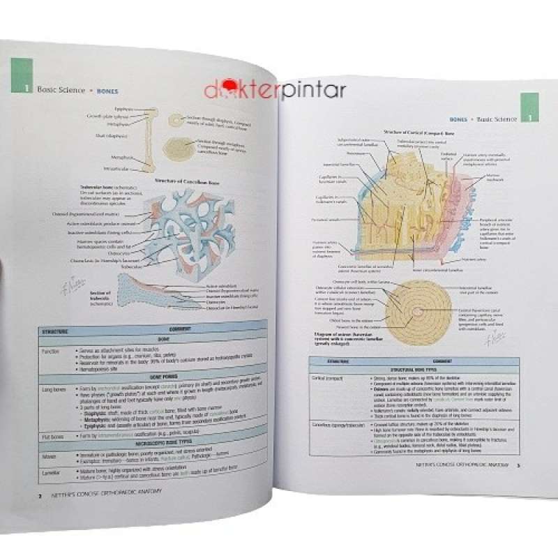 Jual Buku Kedokteran Ortopedi Netter Concise Orthopaedic Di Seller Rumix - Cengkareng Timur ...