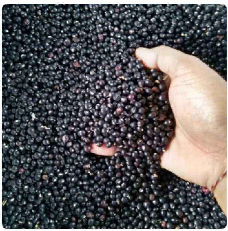 Jual Kacang Undis Super, 1kg Di Seller Pasar Badung - Dauh Puri, Kota ...