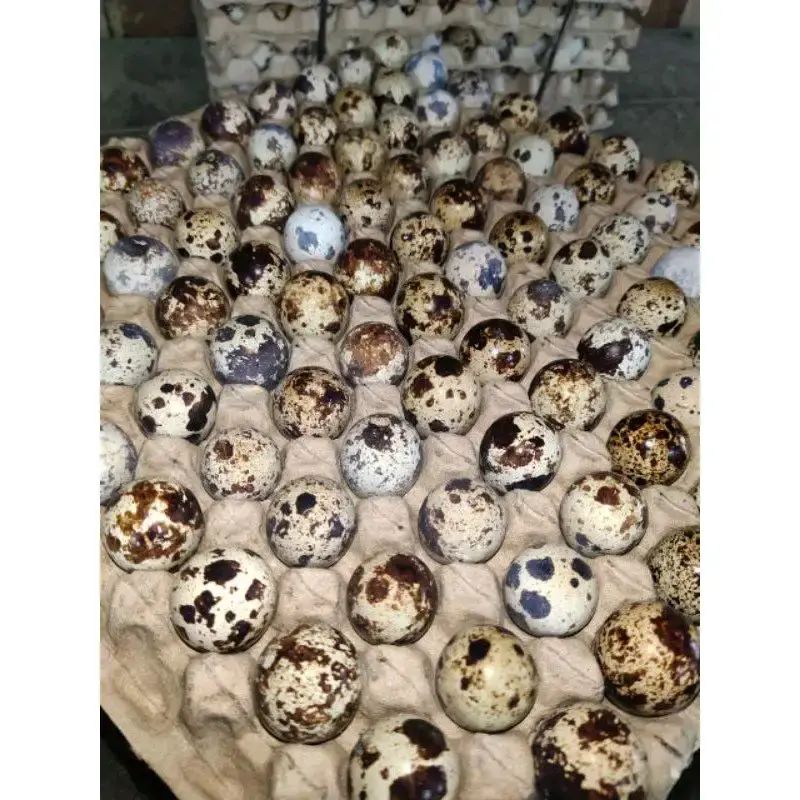 Jual Telur Puyuh 1 Rak Piring Organik Di Seller Segiris - Sei Atau ...