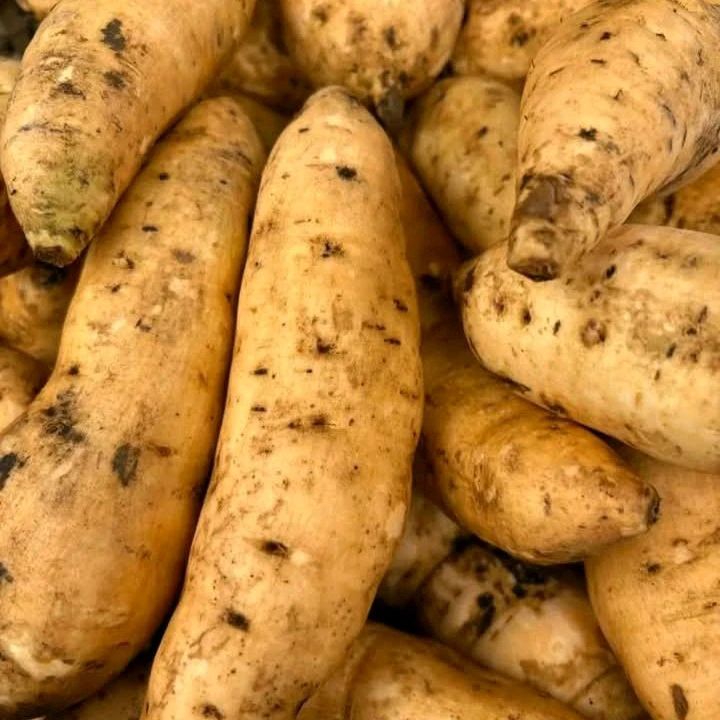Jual 1 Kg Ubi Cilembu Ubi Madu Manis Legit Bersih Isi 10-15 Biji Di ...