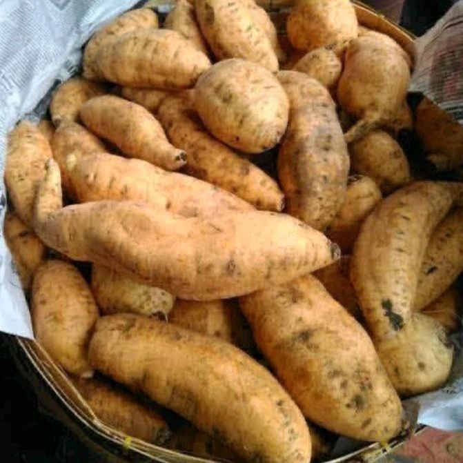 Jual 1 Kg Ubi Cilembu Ubi Madu Manis Legit Bersih Isi 10-15 Biji Di ...