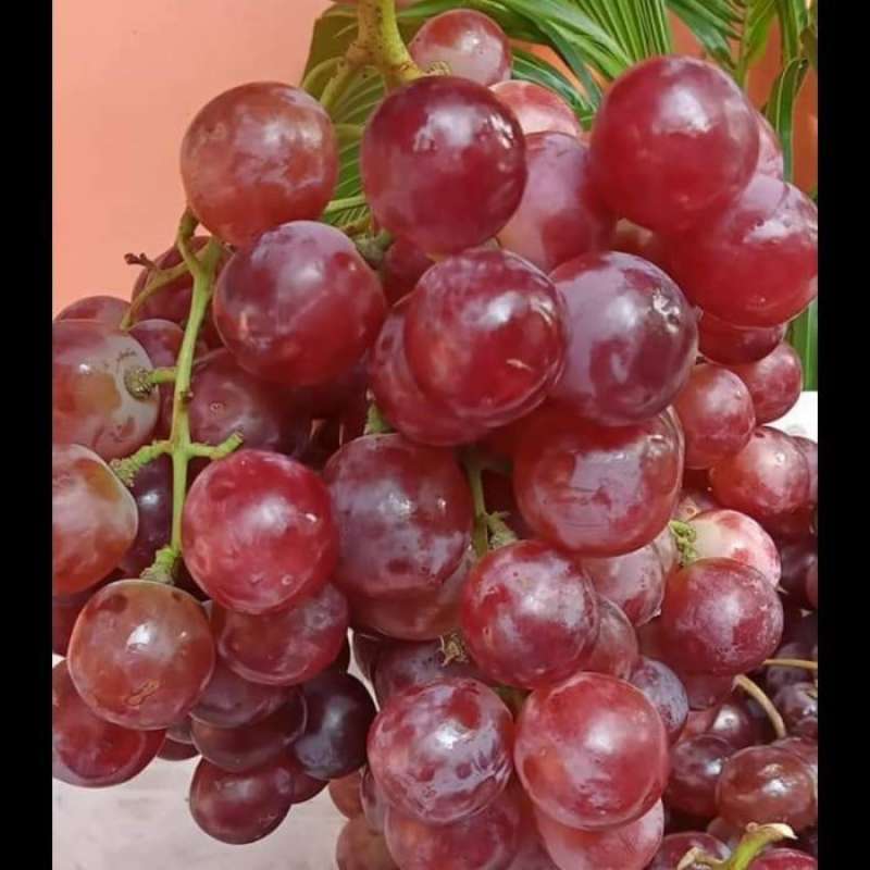 Jual Buah Anggur Merah Segar Termurah 1kg Halal Di Seller Hidayat Store ...