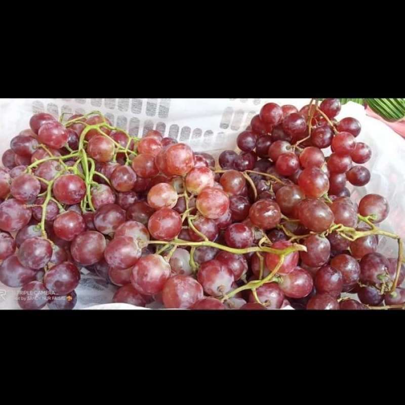 Jual Buah Anggur Merah Segar Termurah 1kg Halal Di Seller Hidayat Store ...