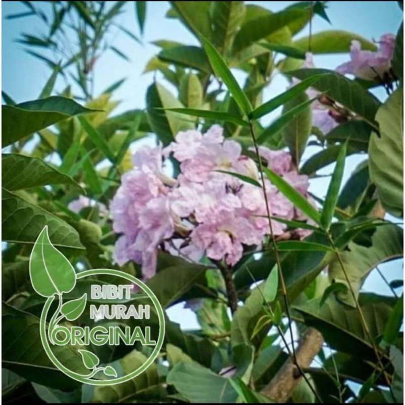 Jual bibit bunga atau tanaman tabebuya daun lebar di Seller ...