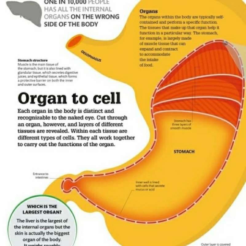 Jual DK : How the Body Works : The Facts Simply Explained di Seller ...
