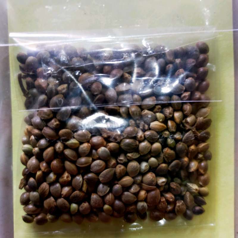 Jual Biji Fumayin Pakan Burung Penggacoran Terbaik Dan Terbukti Di ...