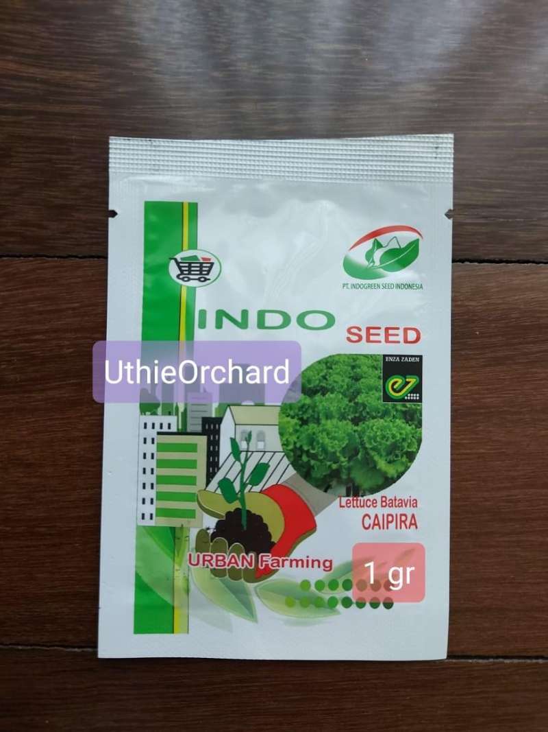 Jual Benih Indo Seed Enza Zaden - Selada Batavia Caipira Kemasan Asli 1 ...