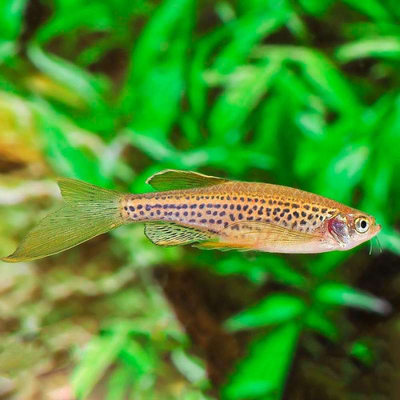 Jual Leopard Danio Zebra / Ikan Hias Aquascape Di Seller Cupang Guppy ...