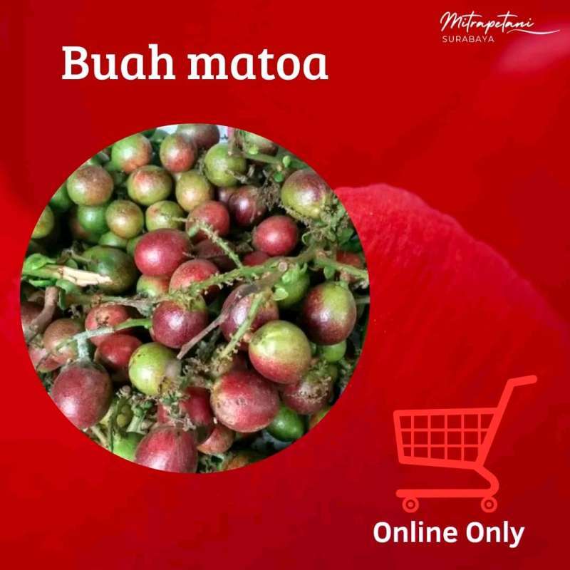 Jual Buah matoa kemasan 1kg, buah matoa fresh di Seller Mitra Petani ...