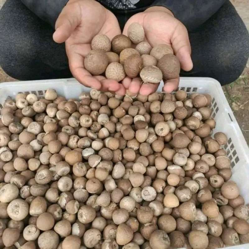 Jual pinang kering super goli atau bulat di Seller Sahabat 26 ...