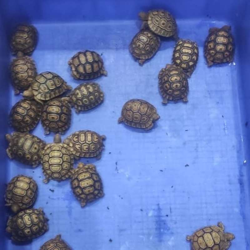Promo Kura Kura Darat Torto Tortoise Parda Babcocki Diskon 23% di ...