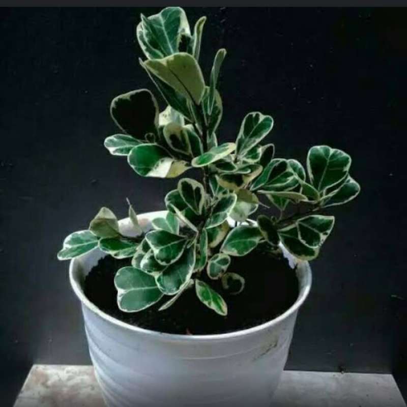 Jual Tanaman Hias Ficus Triangularis Variegata Di Seller Zenoo Store ...