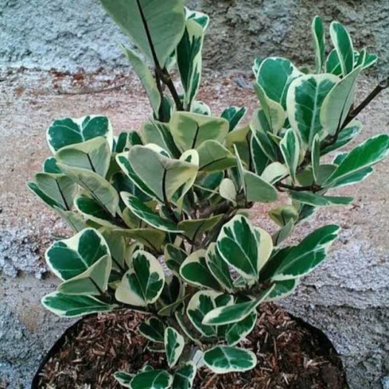 Jual Tanaman Hias Ficus Triangularis Variegata Di Seller Zenoo Store ...