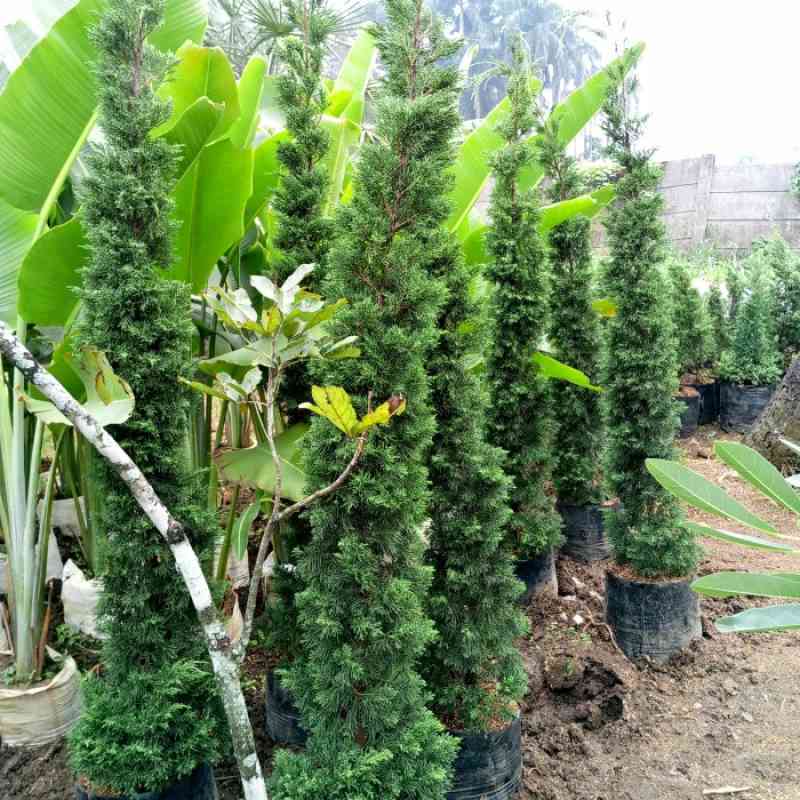 Promo Pohon Cemara Lilin 1 Meter Setengah Diskon 23% Di Seller Servant ...