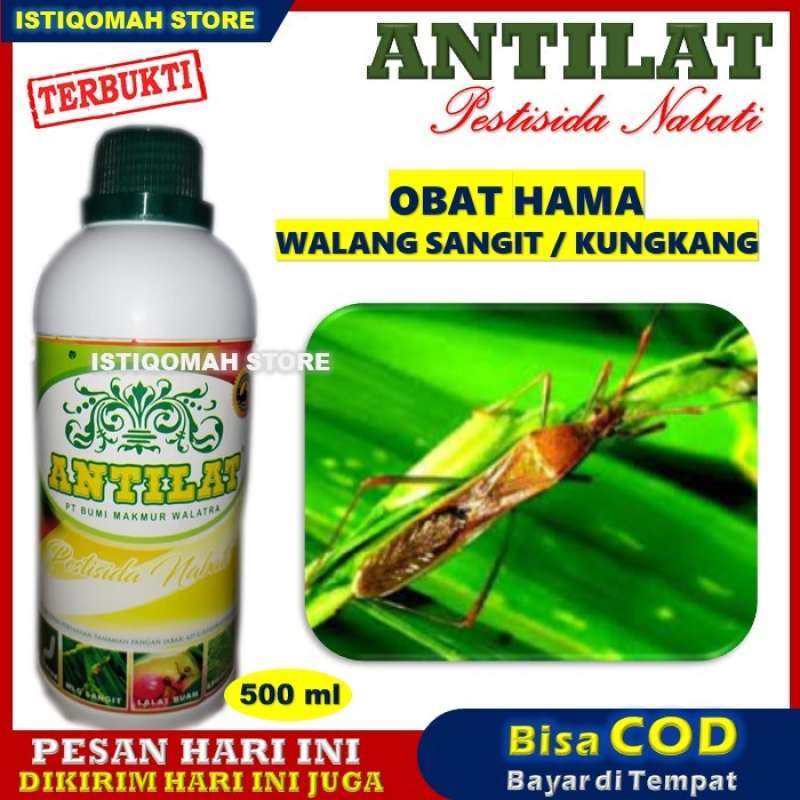 Promo ANTILAT Pestisida Organik Obat Hama Tanaman Padi Seperti Walang ...