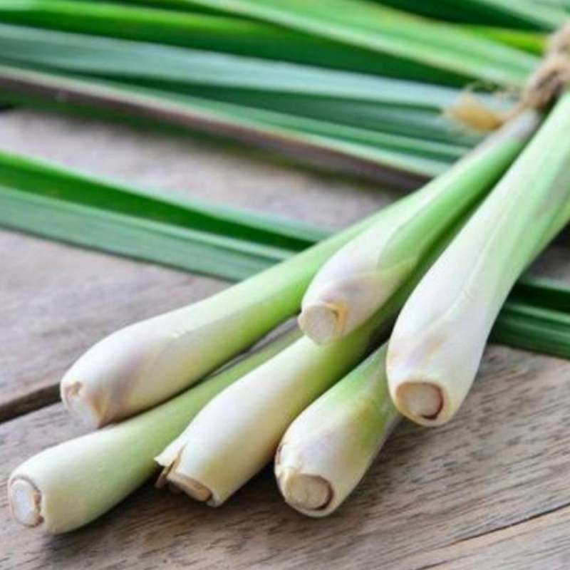 1 Kg Serai Segar Gratis Ongkir 🏷️ Harga Murah Juni 2026