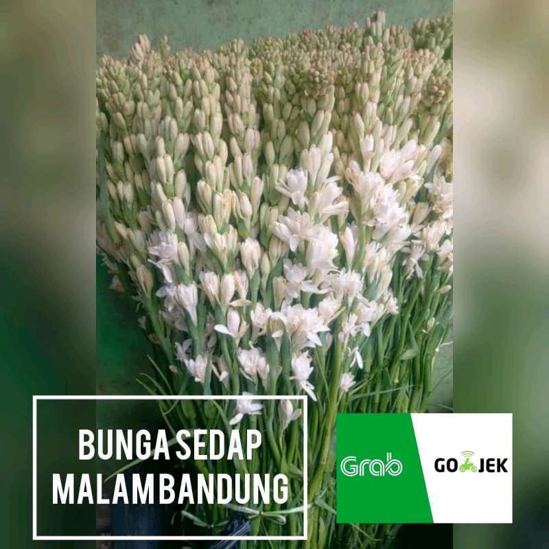 Jual Sedap Malam Bandung Fresh Di Seller Florist Store - Kembangbarokah ...
