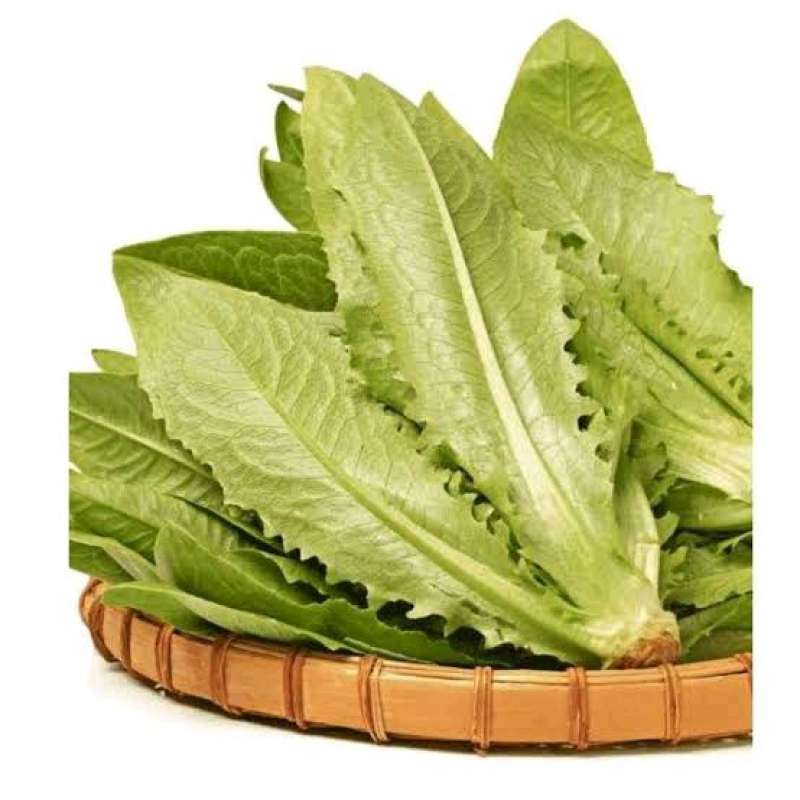 Jual Selada wangi/siomak fresh, sayur selada wangi, siomak segar di ...