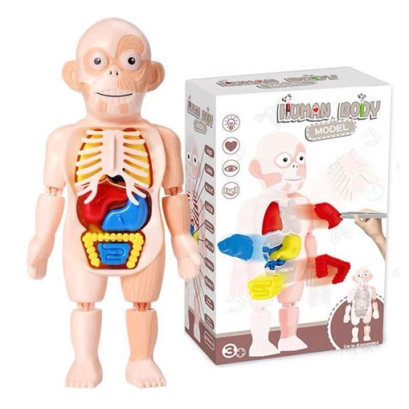 Promo Mainan Edukasi Sains / Science Set Human Body Puzzle Diskon 27% ...