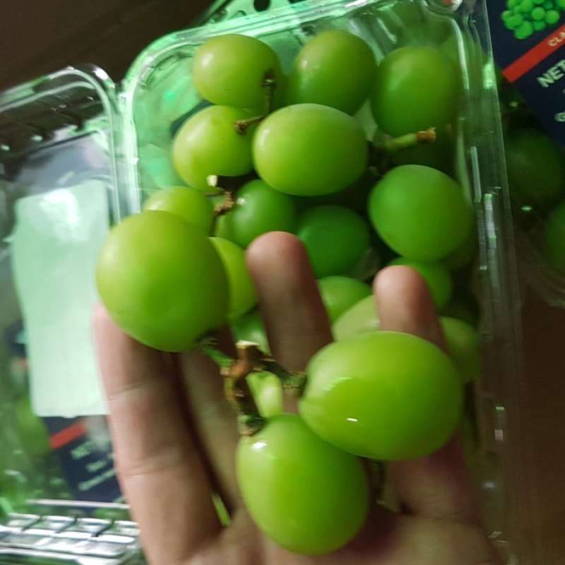Jual Buah Anggur Muscat Termurah - Harga Grosir Terupdate Hari Ini | Blibli