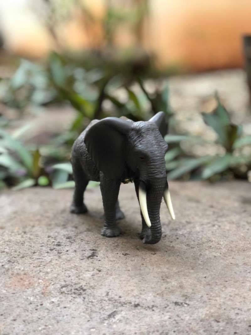 Promo Mojo Fun African Elephant / Gajah Afrika - Wildlife Collection ...