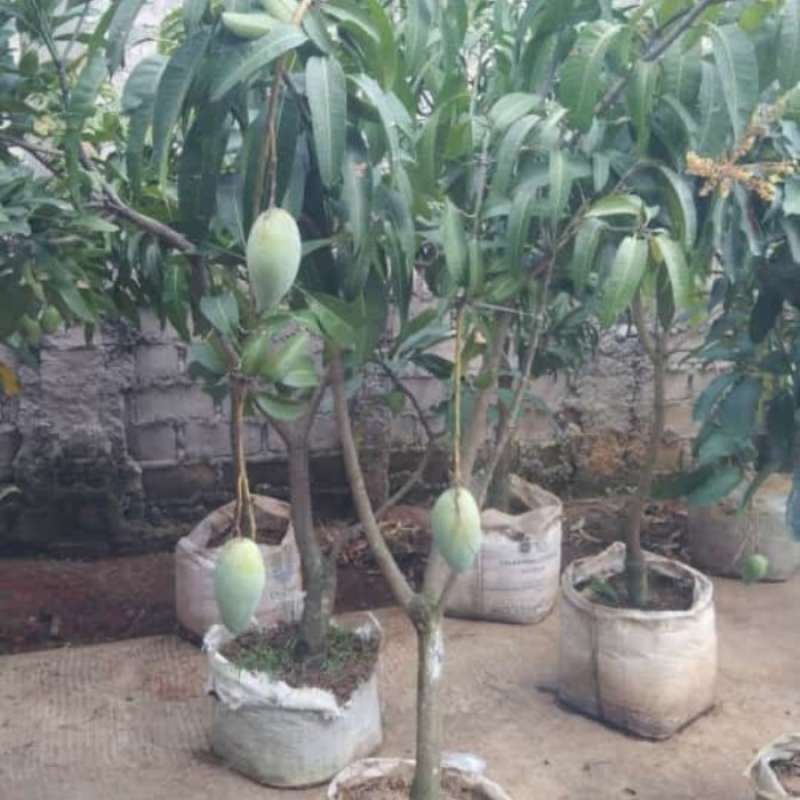 Promo 2 Pohon mangga kiyojai berbuah Diskon 23% di Seller Teman ...