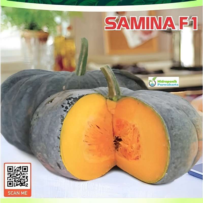 Jual Benih Labu SAMINA F1 10 Gram Cap Bintang Asia PT Benih Citra Asia di Seller Hidroponik ...