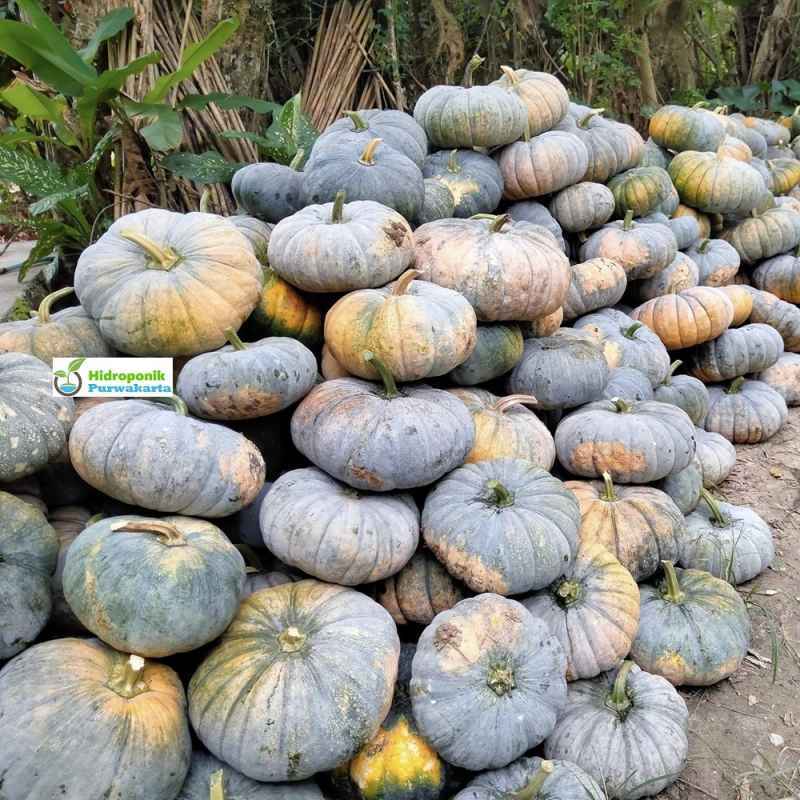 Jual Benih Labu SAMINA F1 10 Gram Cap Bintang Asia PT Benih Citra Asia ...