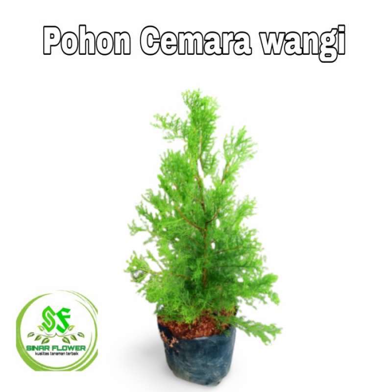 Jual Pohon Cemara Wangi Original Harga Termurah Mei 2024 | Blibli