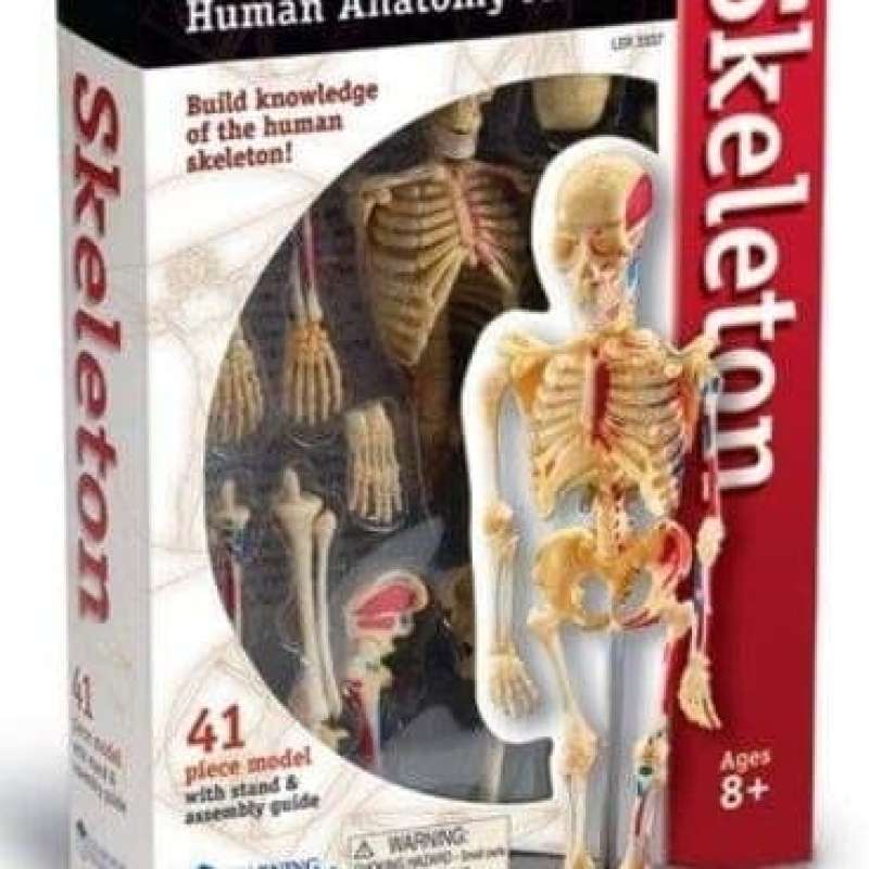 Promo Learning Resources Skeleton Model Diskon 23% Di Seller Pinglan Store - Cengkareng Barat ...