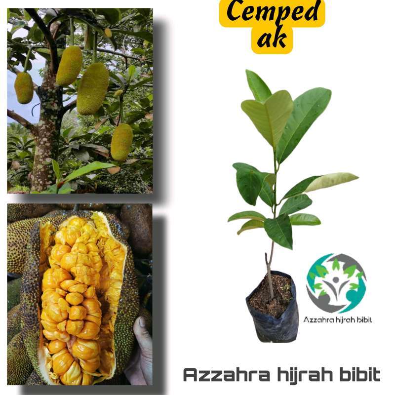 Jual Cempedak Pohon 💯 Harga Murah & Kualitas Terbaik Mei 2026