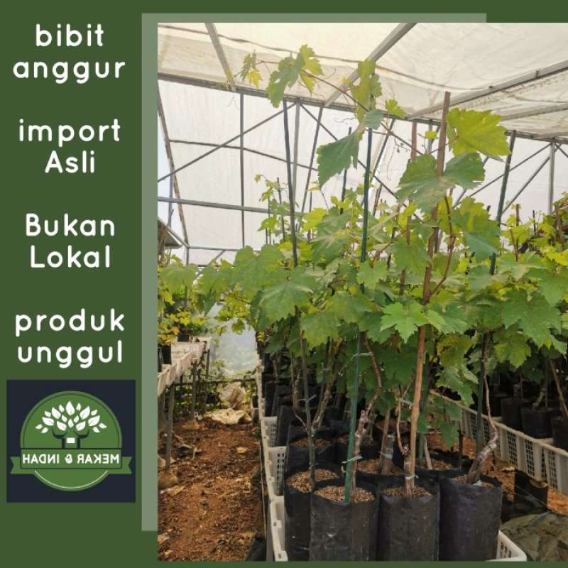 Jual Bibit Tanaman Anggur Import / Pohon Buah Anggur Import Di Seller ...
