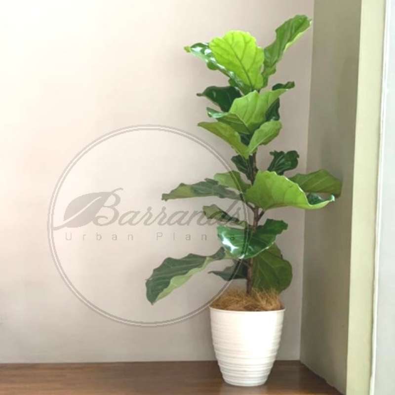 Jual Pohon Ketapang Biola Cantik / Kebi / Fiddle Leaf Fig Di Seller ...