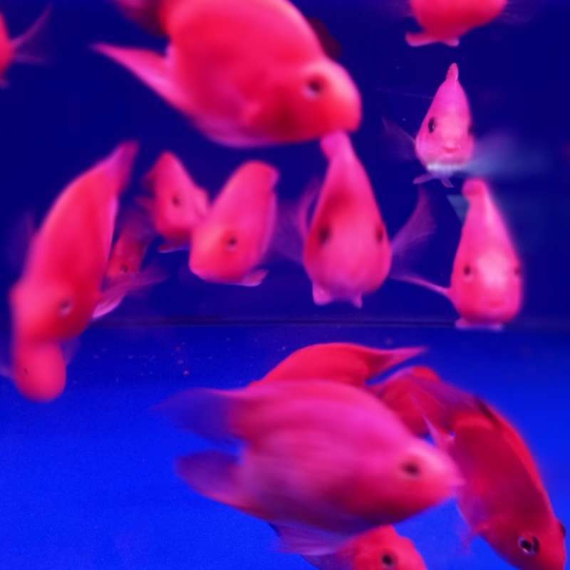 Promo Ikan Parrot No Tail Diskon 23% Di Seller Siba Store - Cengkareng ...