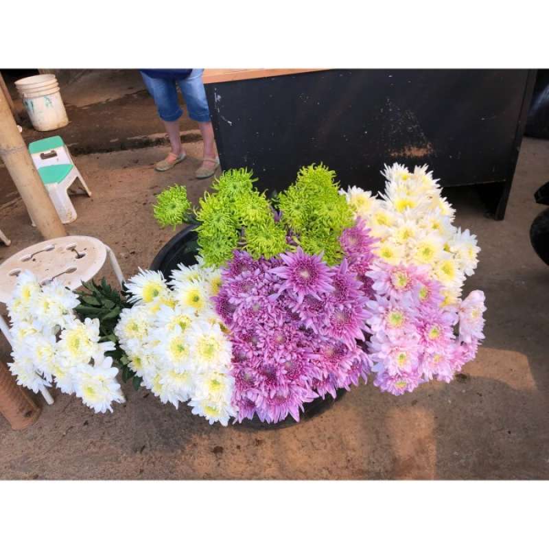 Promo Bunga Krisan Standard Segar Semua Warna, Fresh Cut Standard 10 ...