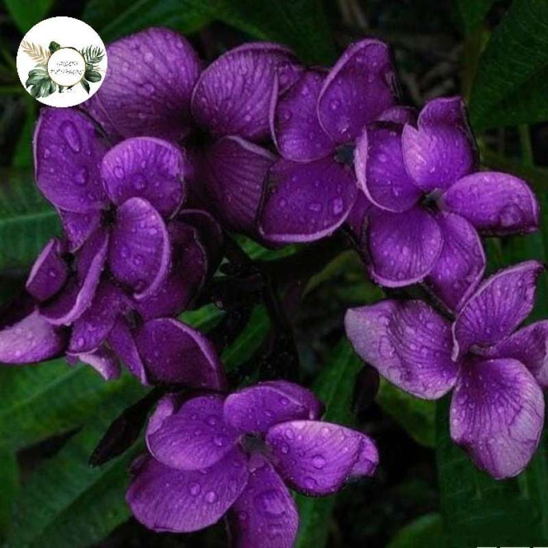 Jual Tanaman Kamboja Bali Bunga Purple Tinggi 1 Meter/tanaman Hias Di ...