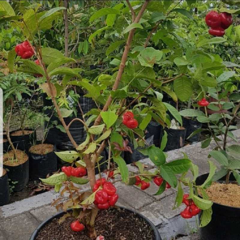 Jual Tanaman Buah Jambu Kancing Merah // Sudah Berbuah - Uk 1 Meter Di ...