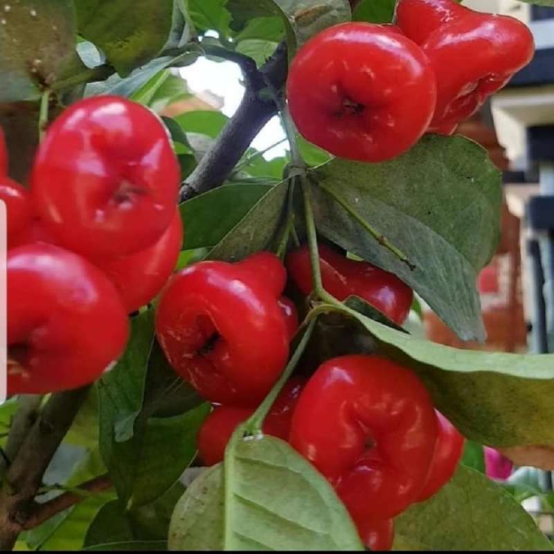 Jual Tanaman Buah Jambu Kancing Merah // Sudah Berbuah - Uk 1 Meter Di ...