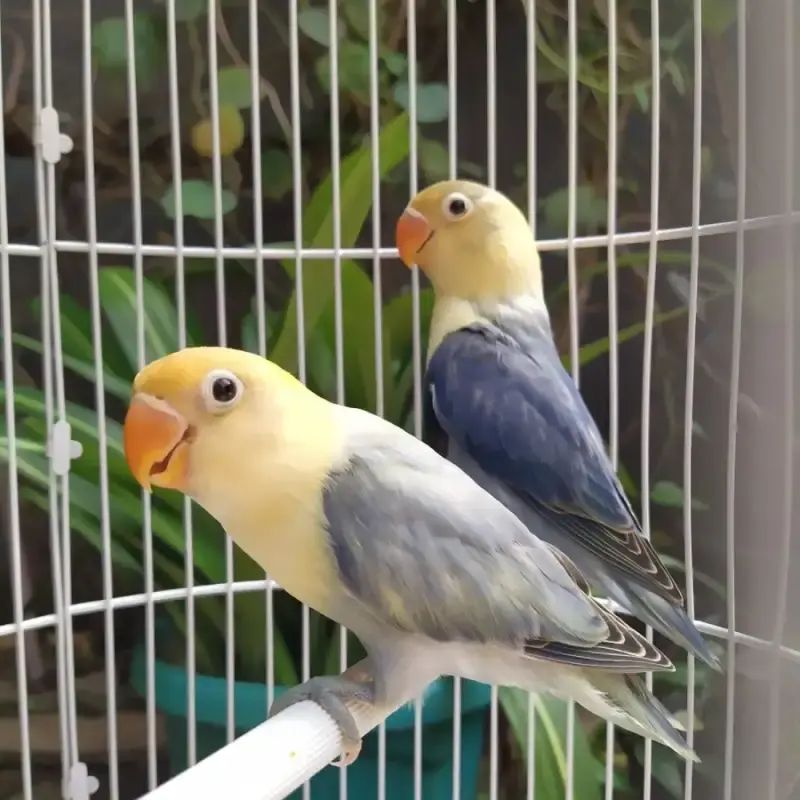 Jual Burung Lovebird Sepasang Terdekat 🏷️ Harga Grosir Murah Terupdate ...