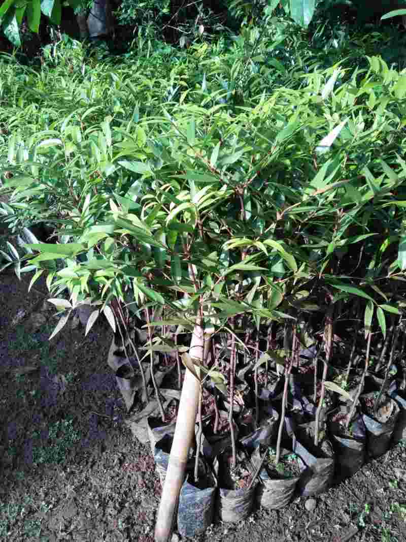 Jual Bibit Tanaman Damar / Kauri - Tanaman Penghasil Getah Damar Di ...