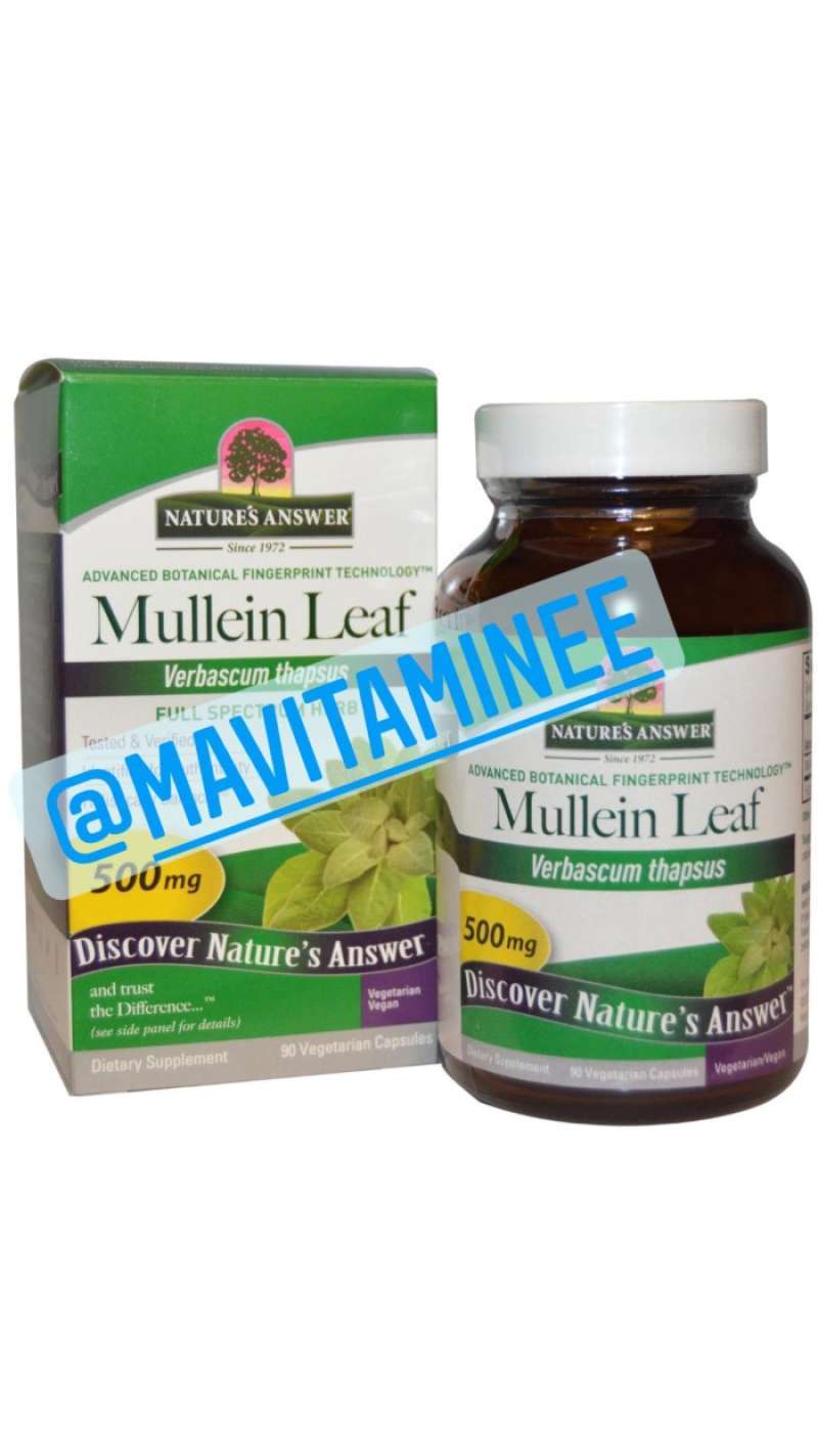 Promo Pembersih Paru Paru, Bronchitis, Pneumonia Dll: Mullein Leaf ...