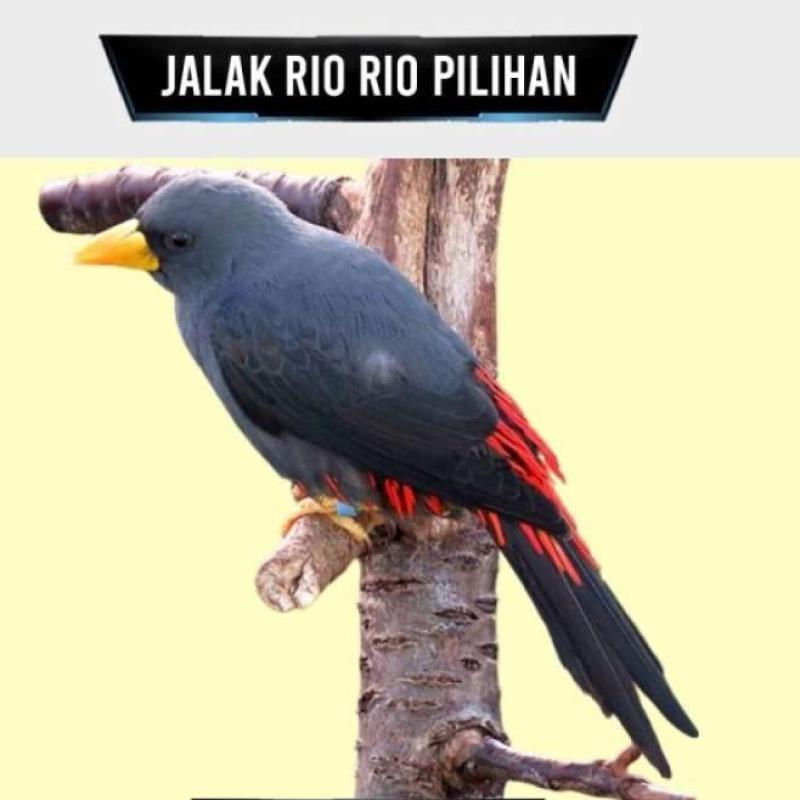 Promo Burung Jalak Rio Rio Jantan Pilihan Diskon 23% di Seller Indah ...