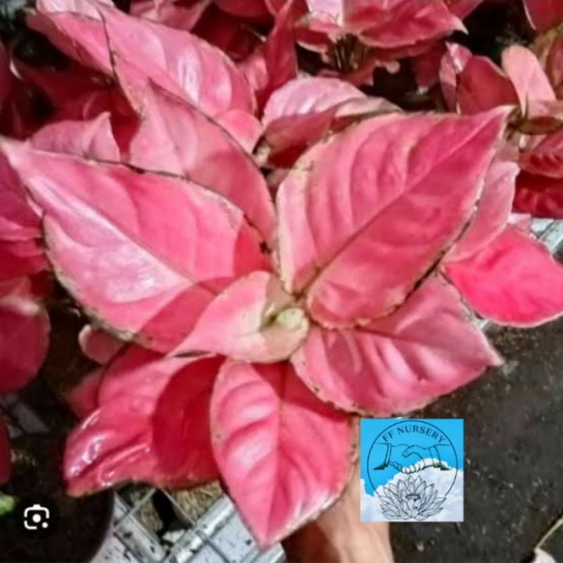Jual Aglonema Pink Katrina Manja Di Seller Zenonn Shop - Wanasari, Kab ...