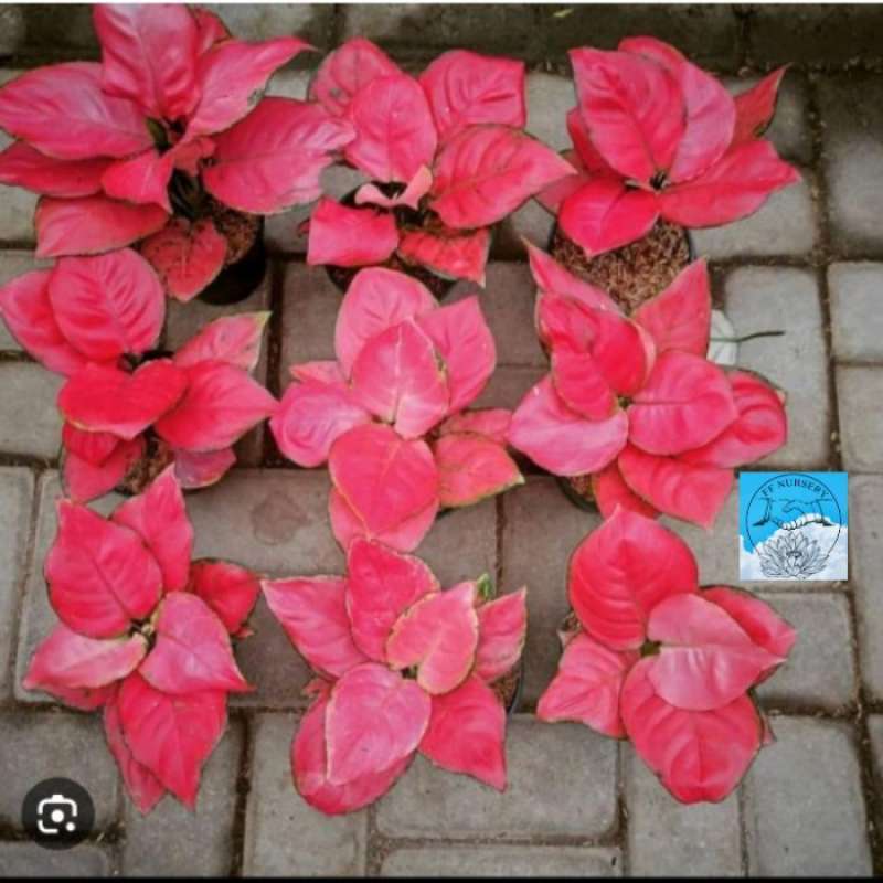 Jual Aglonema Pink Katrina Manja Di Seller Zenonn Shop - Wanasari, Kab ...
