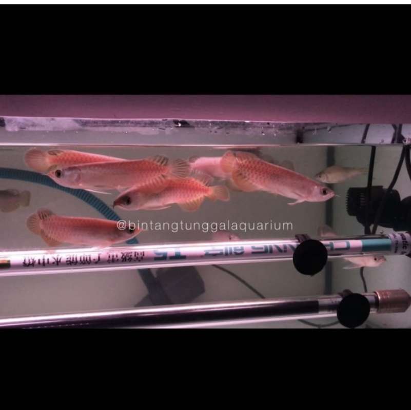 Jual Arowana Banjar Termurah - Harga Grosir Terupdate Hari Ini | Blibli