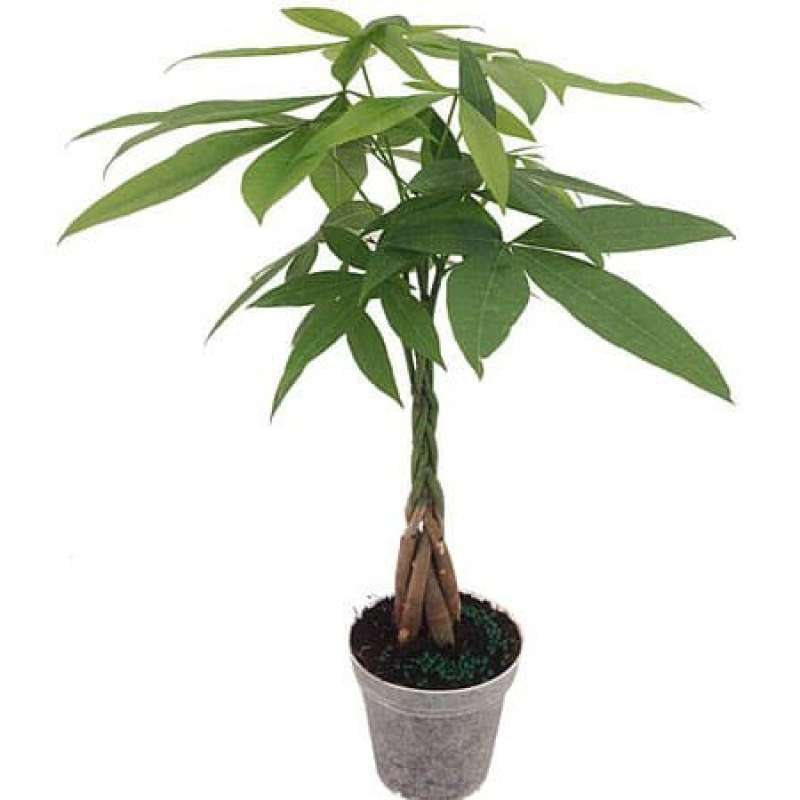 Promo Tanaman Hias Pachira Money Tree / Pohon Pachira / Tanaman Hoki ...