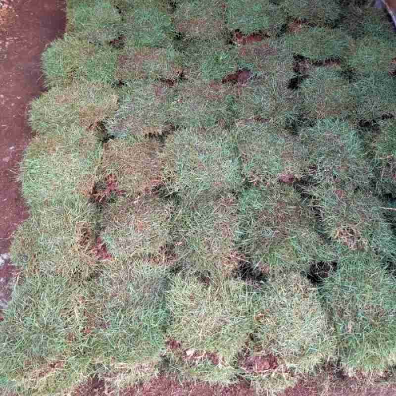 Jual Rumput Jepang Per Meter Original Murah - Harga Diskon Juli 2024 ...