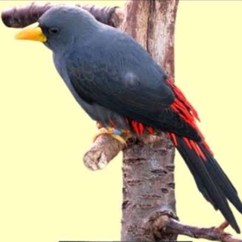 Jual Burung Jalak Rio Rio Termurah - Harga Grosir Terupdate Hari Ini ...