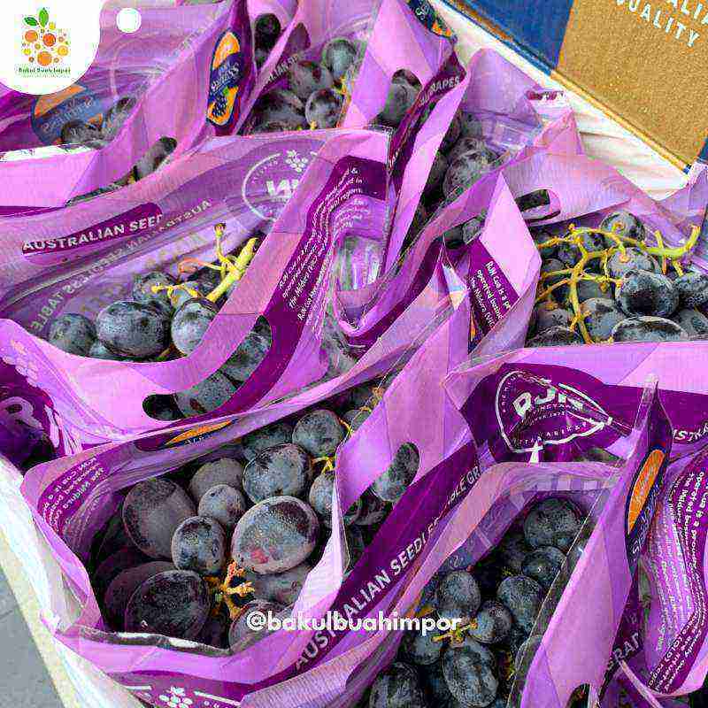 Jual Black Adora Grapes Seedless | Anggur Hitam Tanpa Biji [ @800 ] Di ...