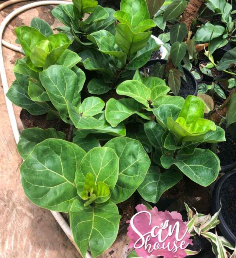 Promo Ficus Lyrata Bambino | Fiddle Leaf | Ketapang Biola Diskon 23% Di ...